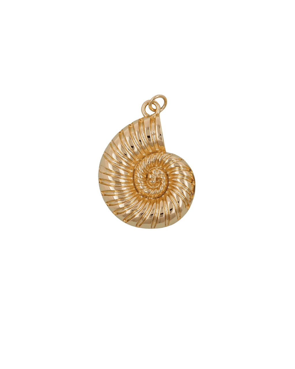 Large Conch Shell